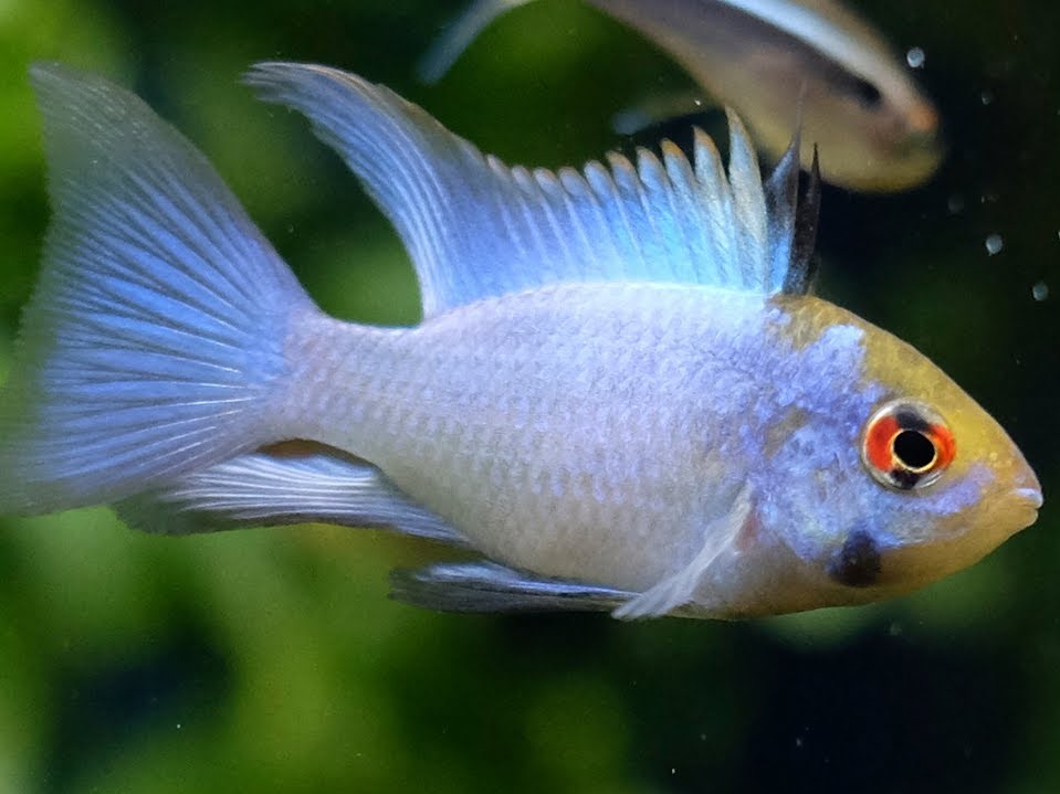 Ramirezi Electric Blue